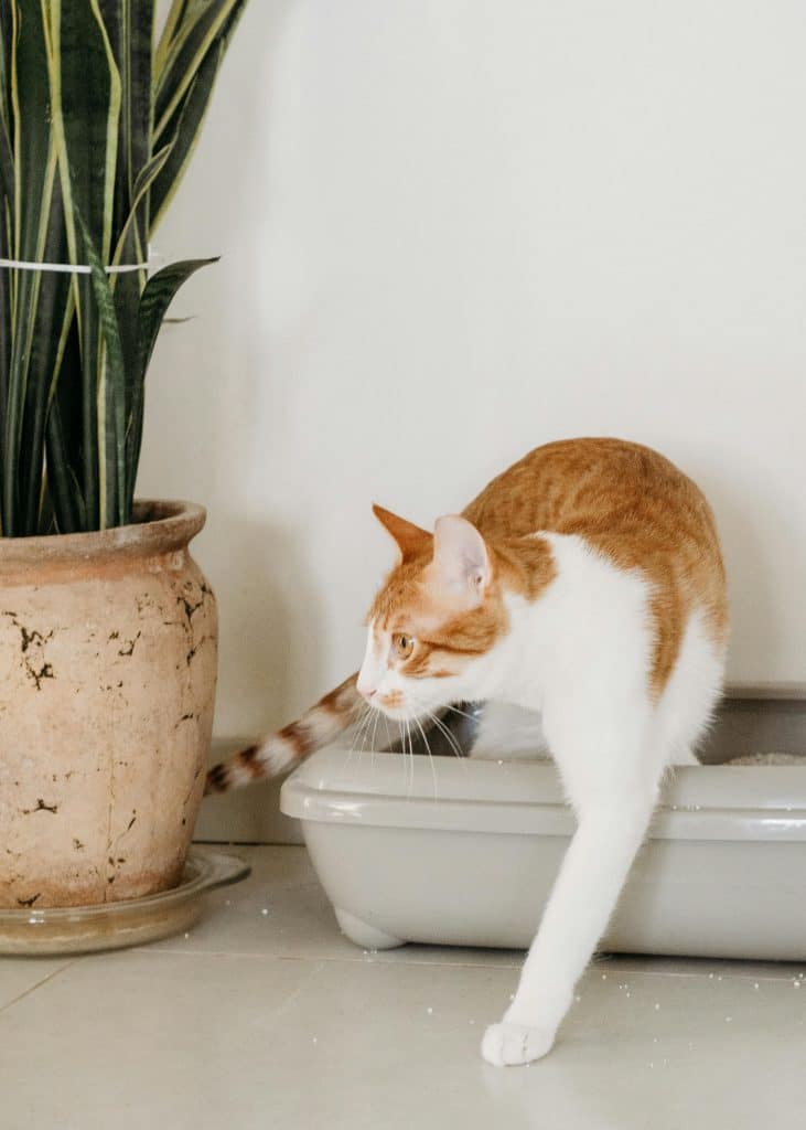 Choosing the Right Litter for an Automatic Litter Boxes: The Complete ...